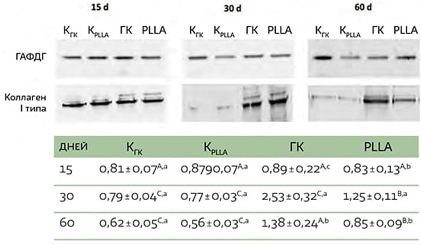 Effect of hyaluronic and poly-L-lactic acid-based fillers on Сollagen ...